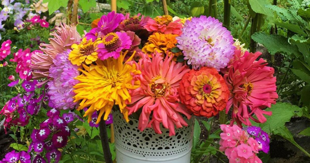 10 vrsta cvijeća koje najbrže raste - začas će bojama ukrasiti vrt ili ...