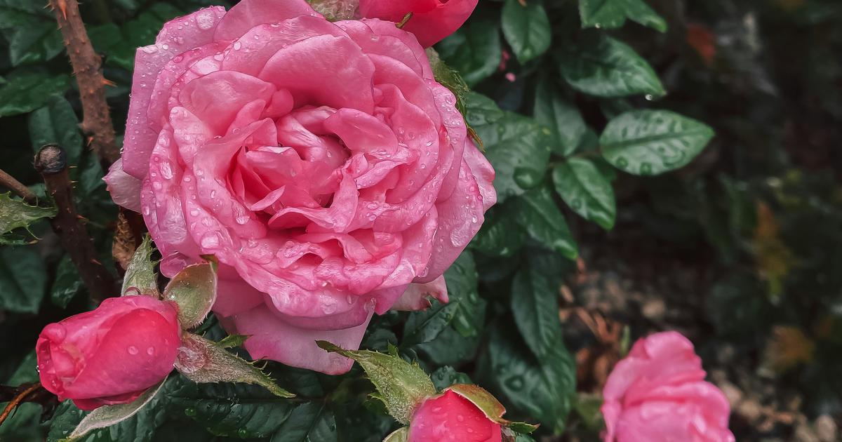 Ruže su u proljeće nevjerojatno "gladne": nahrani ih ovom mješavinom i ...