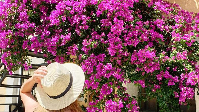 Bugenvilija ili brazilska princeza: teško da itko može ostati imun na ...