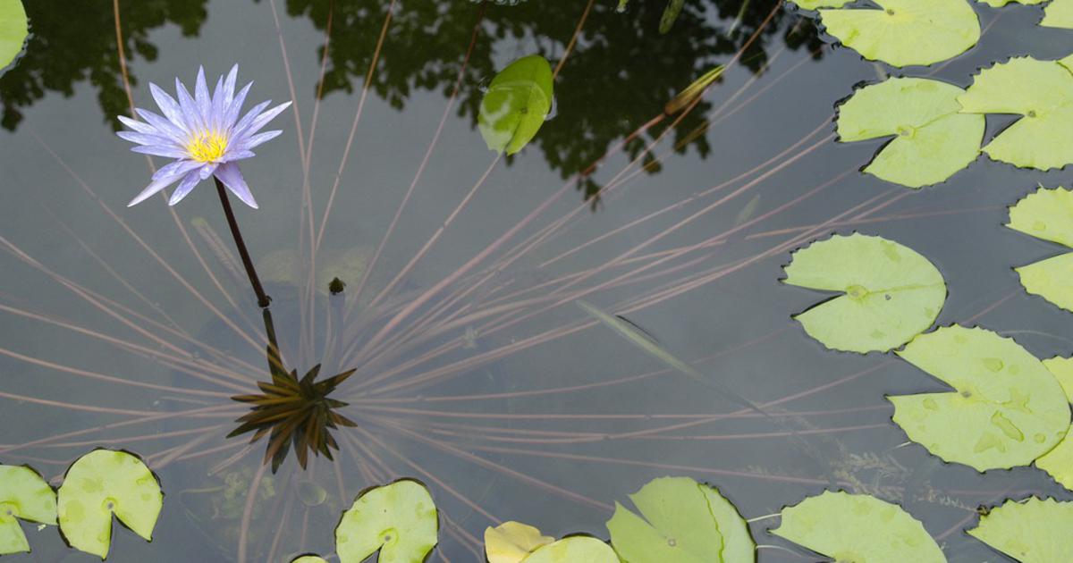 Vodeni elementi za vaš vrt - Miss7.24sata.hr