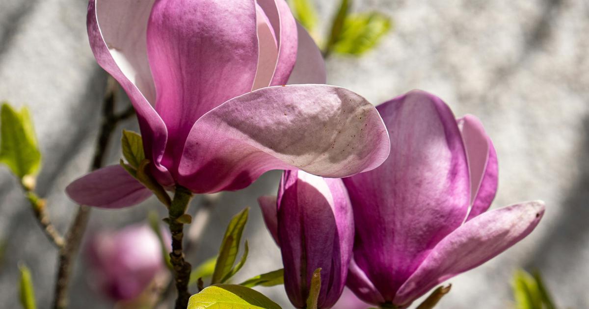 Magnolije su punom su cvatu, no rijetko razmišljamo o njihovoj ...