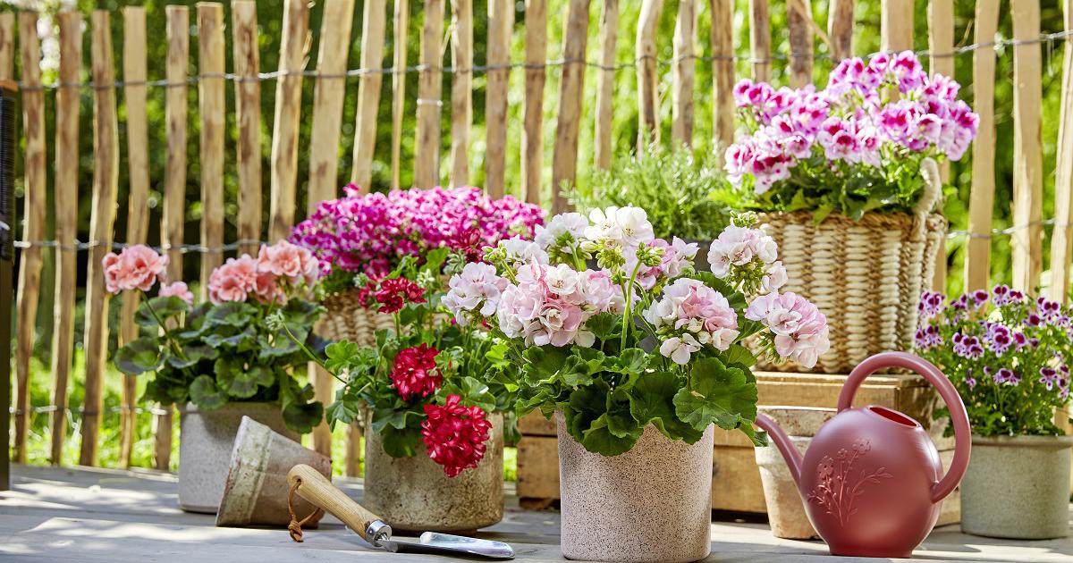 Pelargonije su cvjetne kraljice balkona: vodič za kupnju, sadnju i ...