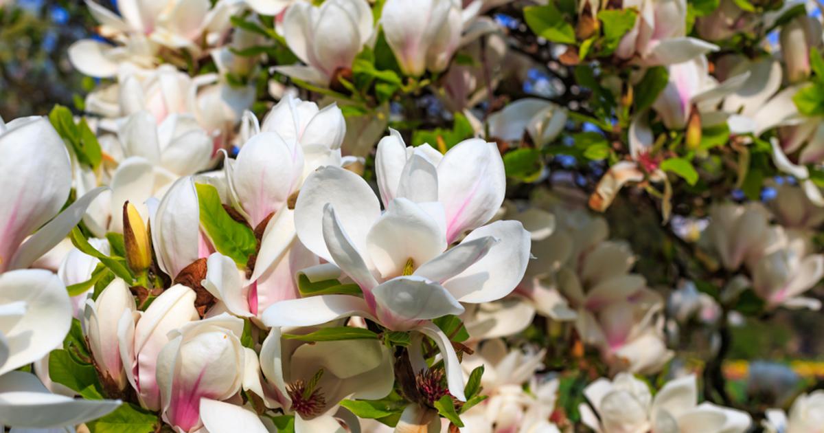 Prelijepe magnolije u punom su cvatu: znaš li njihovo romantično ...