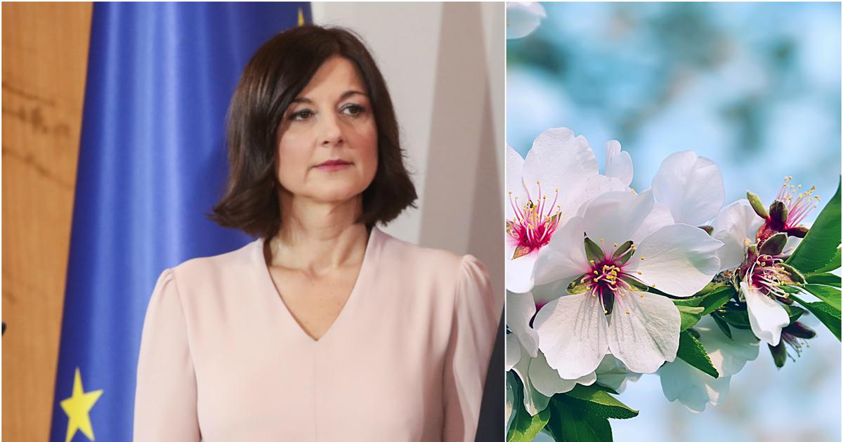 Što simbolizira bademov cvijet koji je danas posebno krasio ...