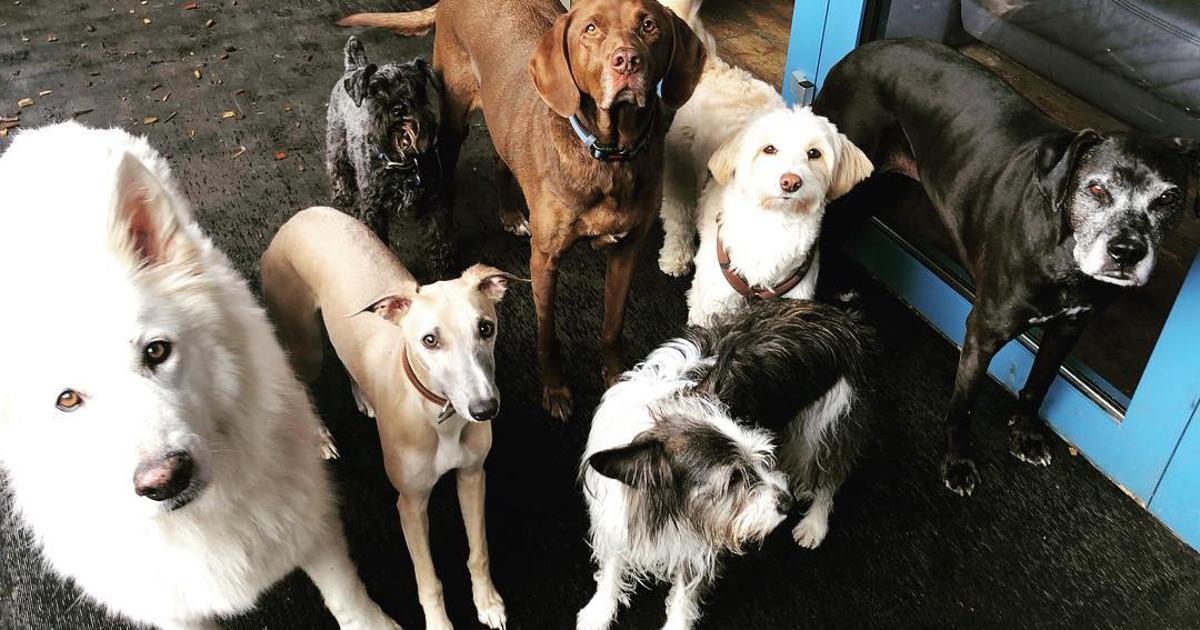 Pudlice, jazavčari... 8 vrsta pasa koji najduže žive - Miss7.24sata.hr