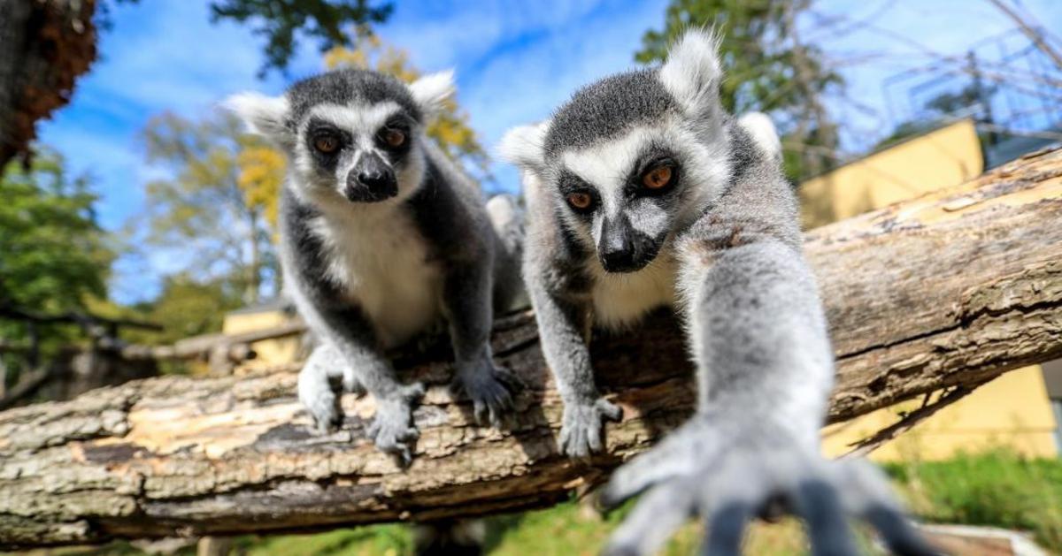Noćni safari u zagrebačkom Zoološkom vrtu: Jedinstven uvid u svijet ...